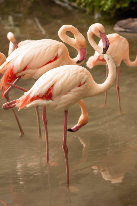 "Flamingos in der Dschungel-Anlage" Tropical Islands Resort (Halbe ...