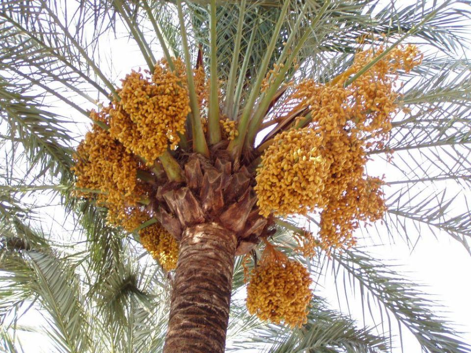 "Dattelpalme" Iberostar Ciudad Blanca (Alcudia) • HolidayCheck ...