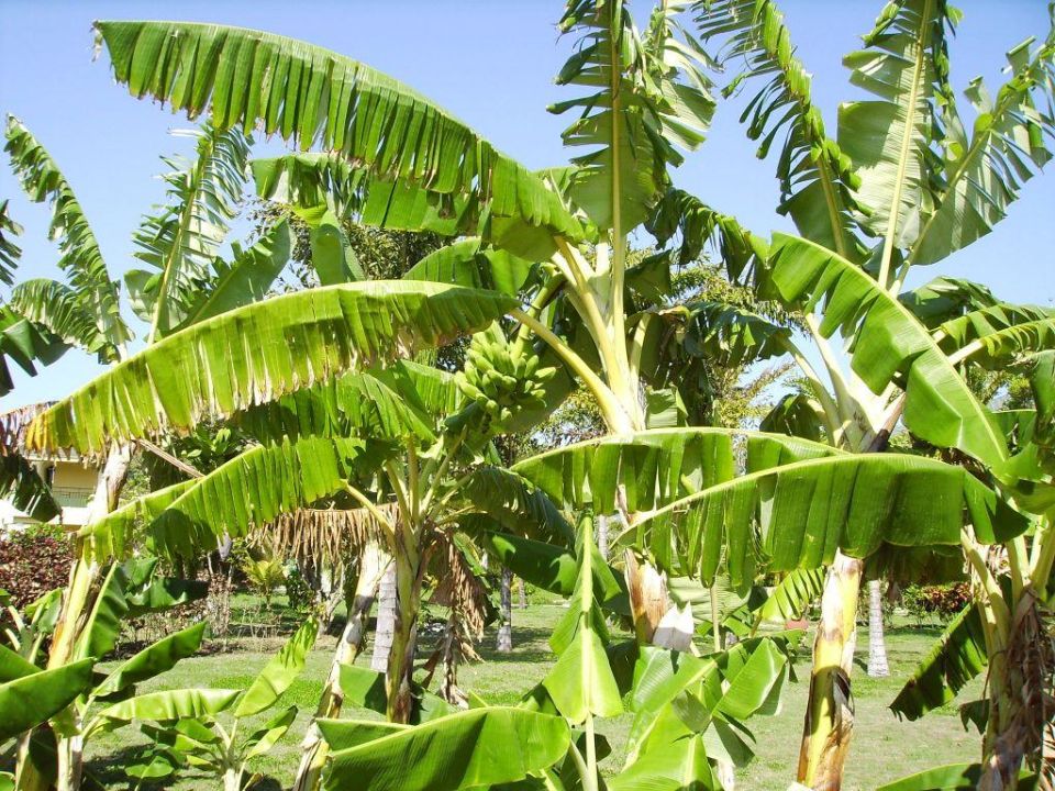 "Bananenbaum - himmlisch" Playa Costa Verde (Playa Pesquero ...