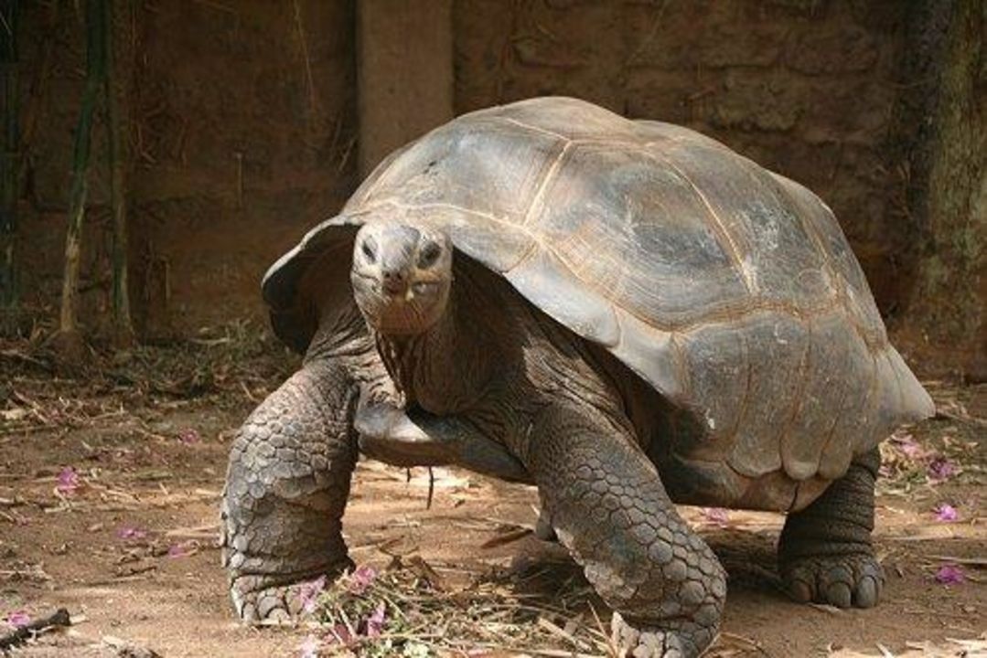 "Aldabra Riesenschildkröte im Garten des Boko Boko" Boko Boko Porini ...