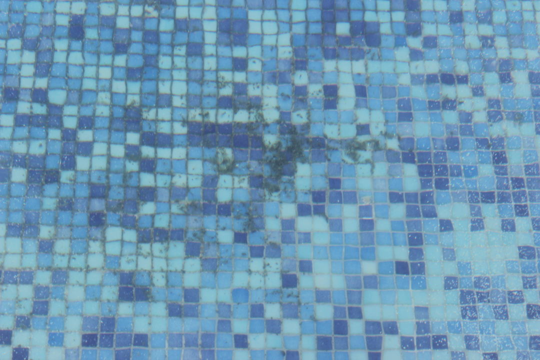 "Black Mold in Pool" Memories Flamenco Beach Resort (Cayo Coco ...