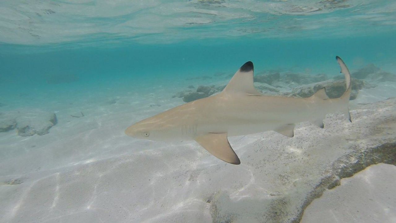 "Kleiner Schwarzspitzen-Riffhai immer am Strand" Angaga Island Resort ...