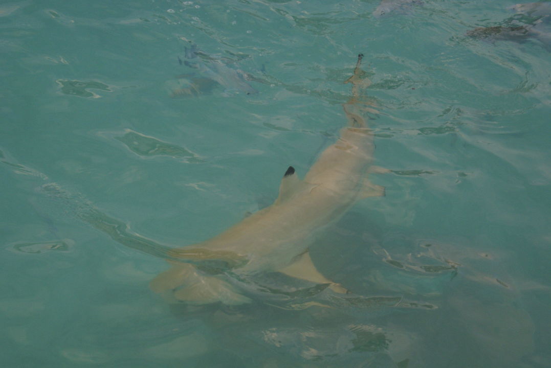 "Fischfütterung- Haie und Rochen" Constance Halaveli Maldives (Rasdhoo ...