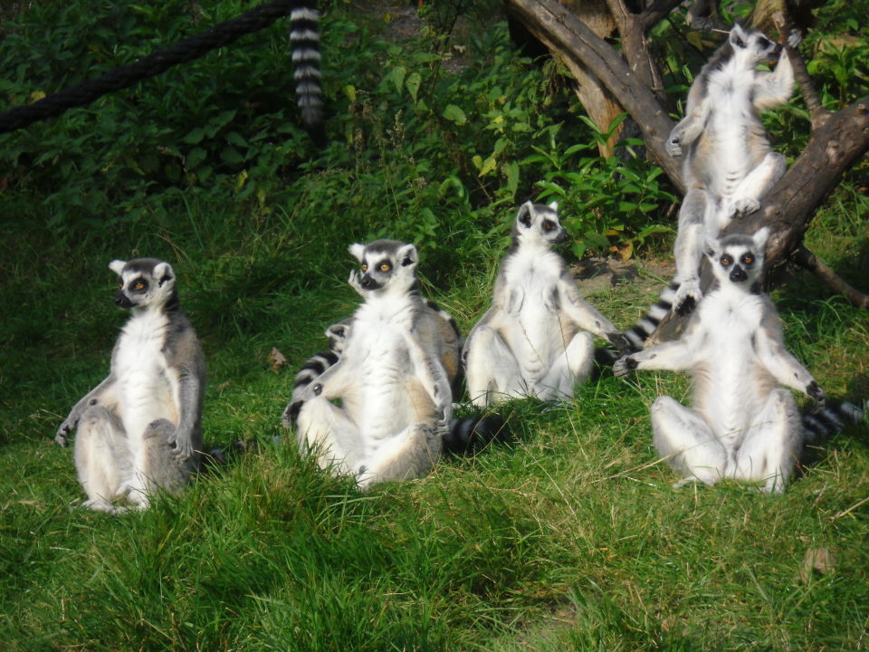 "Affengehege" Serengeti-Park Lodges Hodenhagen (Hodenhagen ...
