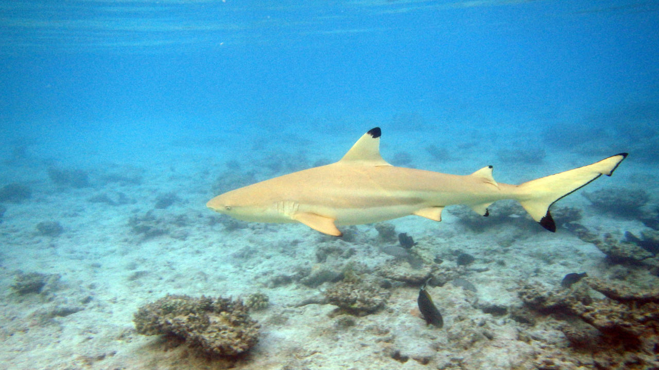 "Schwarzspitz Riffhai" Kuramathi Maldives (Rasdhoo) • HolidayCheck ...