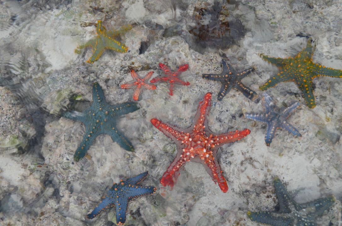 "Seesterne in allen Farben findet man am Riff" Sultan Sands Island ...