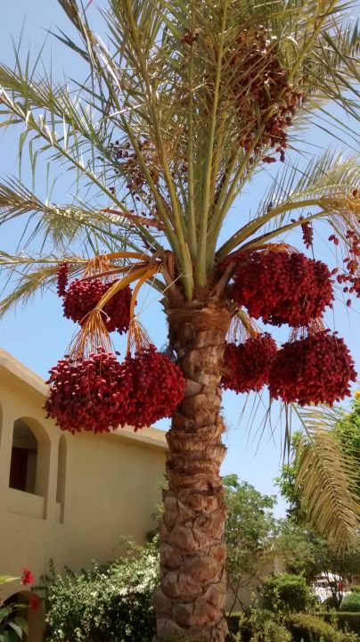"Dattelbäume" Three Corners Fayrouz Plaza Beach Resort (Marsa Alam ...