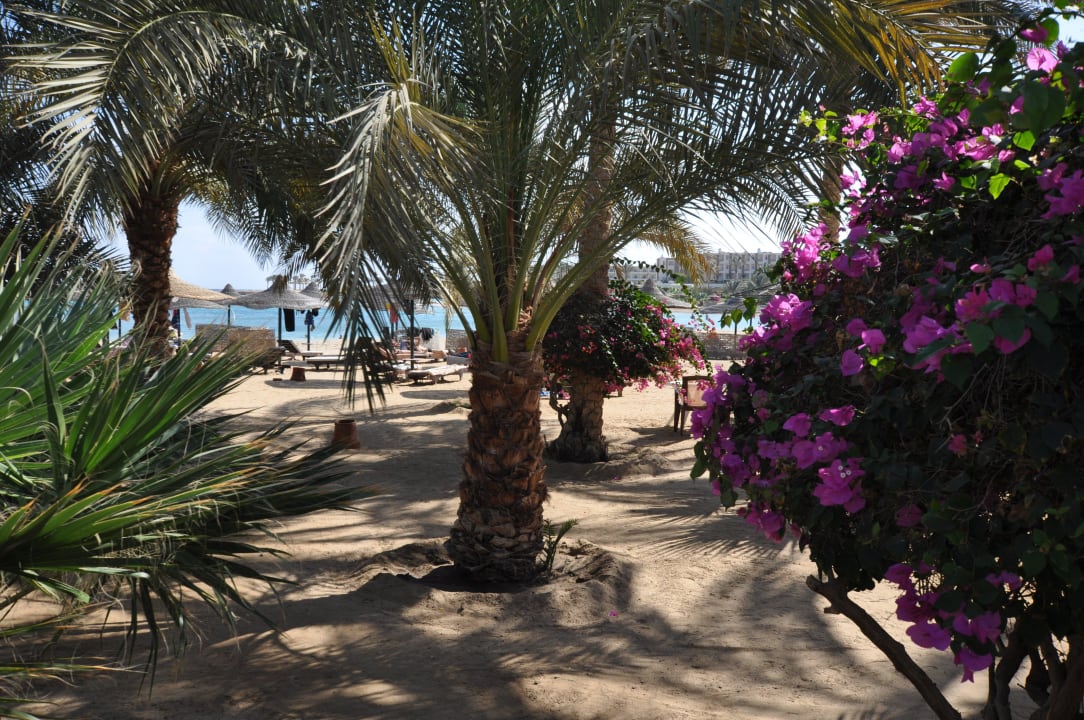 "Palmen am Strand" Brayka Bay Resort (Marsa Alam) • HolidayCheck (Marsa ...