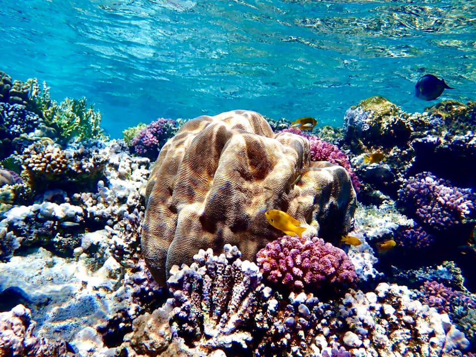 "Sport & Freizeit" Three Corners Happy Life Beach Resort (Marsa Alam) • HolidayCheck (Marsa Alam ...