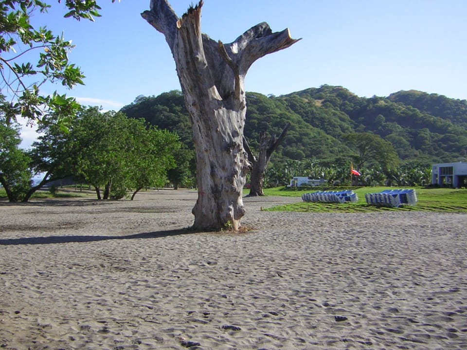 "Baum am Strand" Hotel Riu Palace Costa Rica (Coco) • HolidayCheck ...