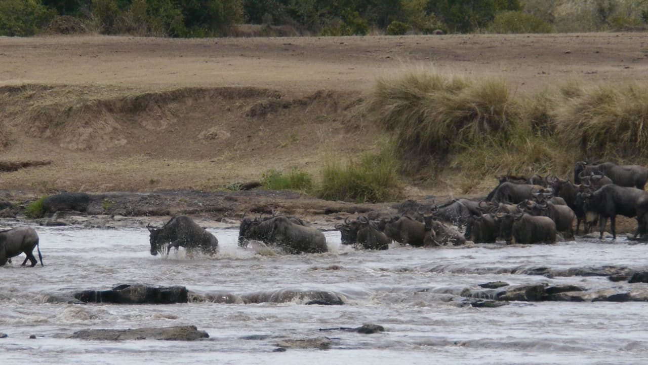 "Crossing über den Mara Ri..." Hotel Kilima Camp (Narok) • HolidayCheck ...