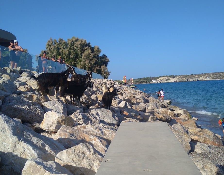 "Strand" Atlantica Aegean Blue (Kolymbia) • HolidayCheck (Rhodos ...