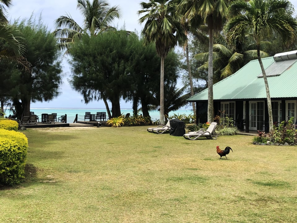 "Gartenanlage" Hotel Muri Beachcomber (Rarotonga) • HolidayCheck ...