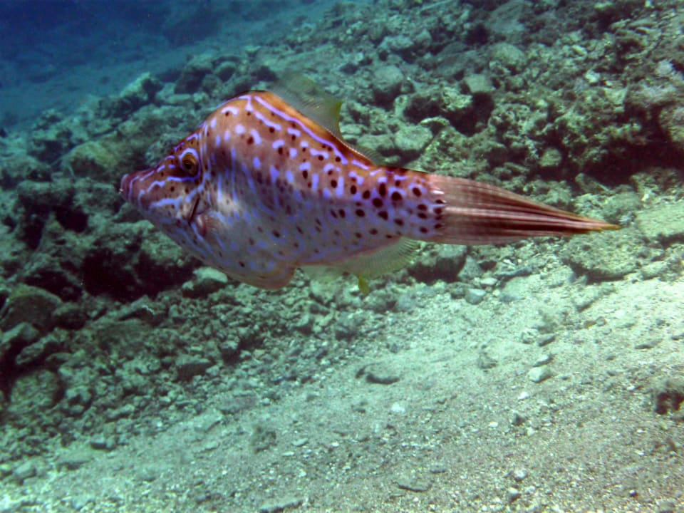 "Schrift-Feilenfisch" Arabia Azur Resort (Hurghada) • HolidayCheck ...