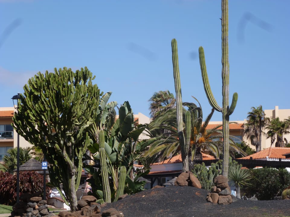 "Strand" Hotel Chatur Costa Caleta (Caleta de Fuste) • HolidayCheck ...