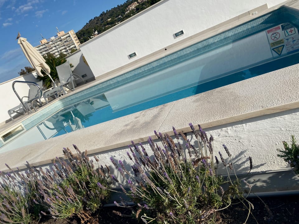 "Pool" Paguera Treff Boutique Hotel (Peguera) • HolidayCheck (Mallorca ...