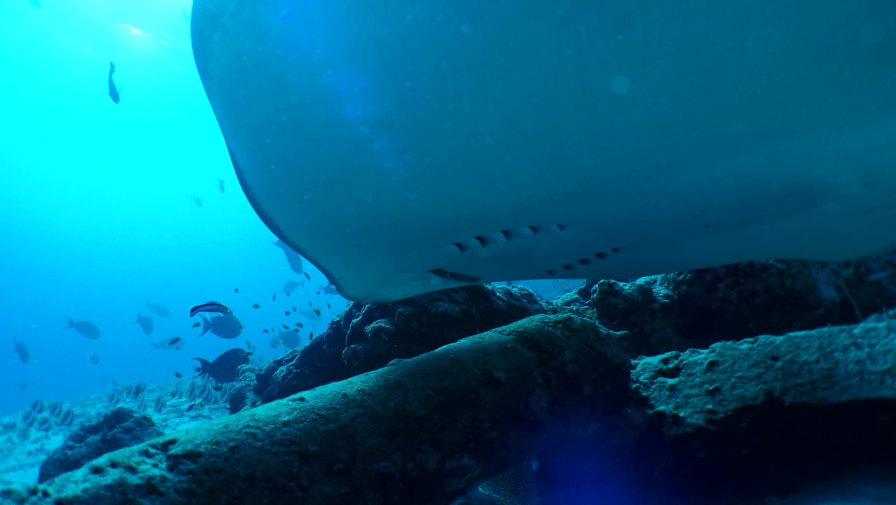 "Stachelrochen " Malahini Kuda Bandos Resort (Hulhumalé) • HolidayCheck ...