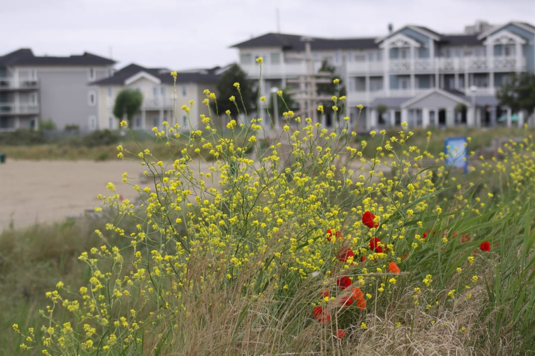 "Außenansicht" Roompot Ferienpark Cape Helius (Hellevoetsluis ...