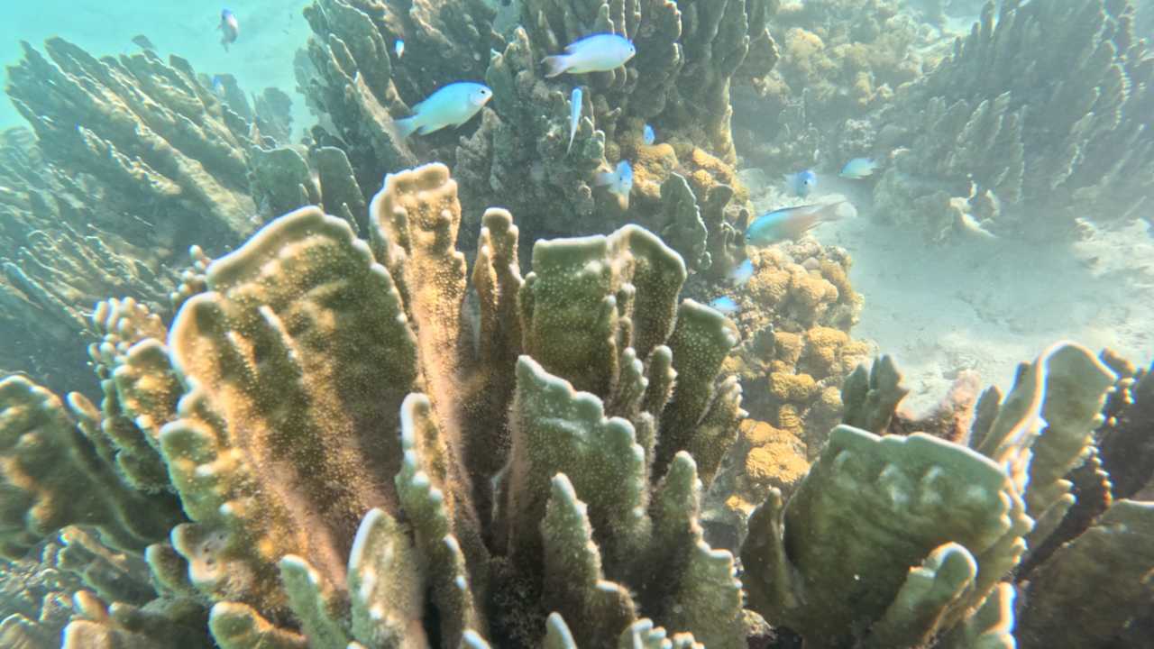 "Schnorcheln am Hausriff" Hotel Riu Palace Maldivas (Kudahuvadhoo ...