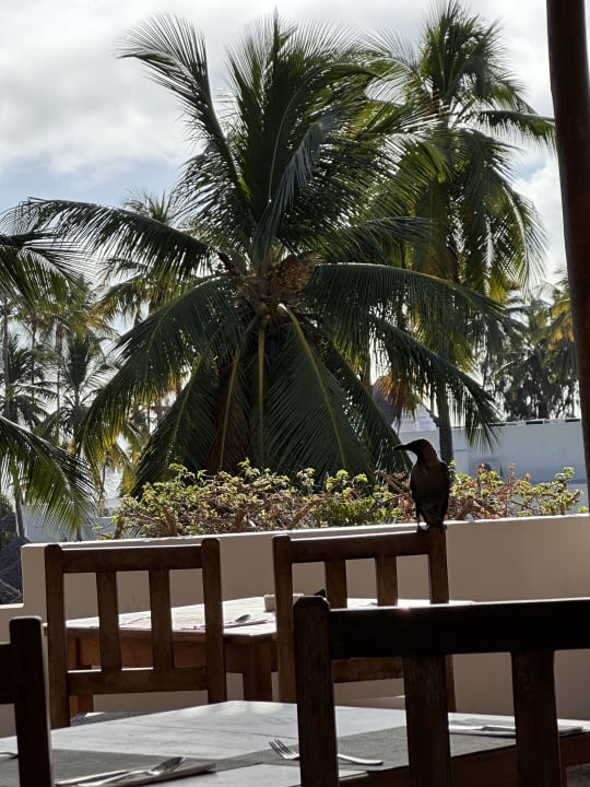 "Gastro" SBH Kilindini Resort (Pwani Mchangani) • HolidayCheck ...