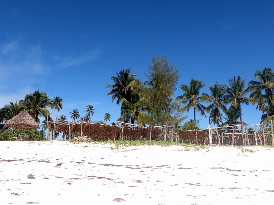 "Strand" Ocean Paradise Resort & Spa (Pwani Mchangani) • HolidayCheck ...