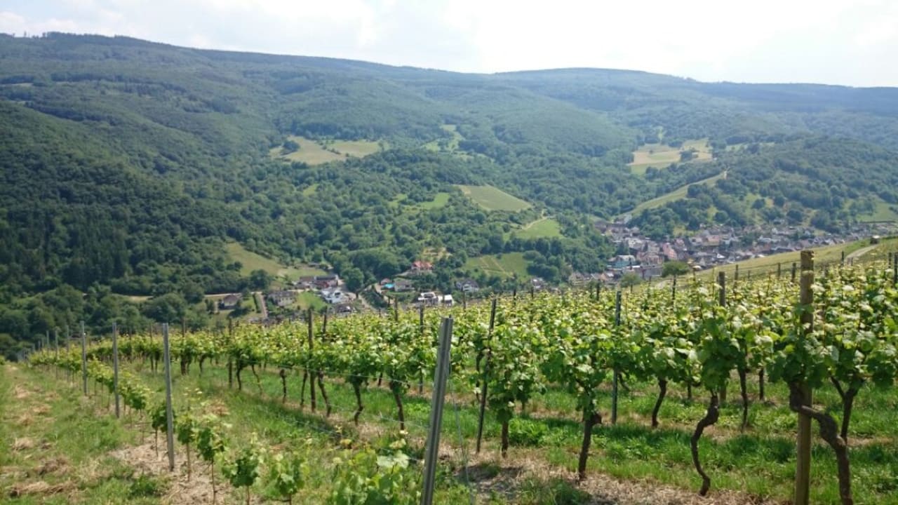 "Aussicht auf Oberheimbach" Hotel Weingut Römerstuben (Oberheimbach ...