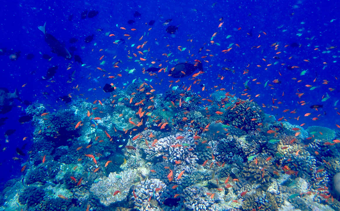 "Strand" Ellaidhoo Maldives by Cinnamon (Maalhos) • HolidayCheck (Alif ...