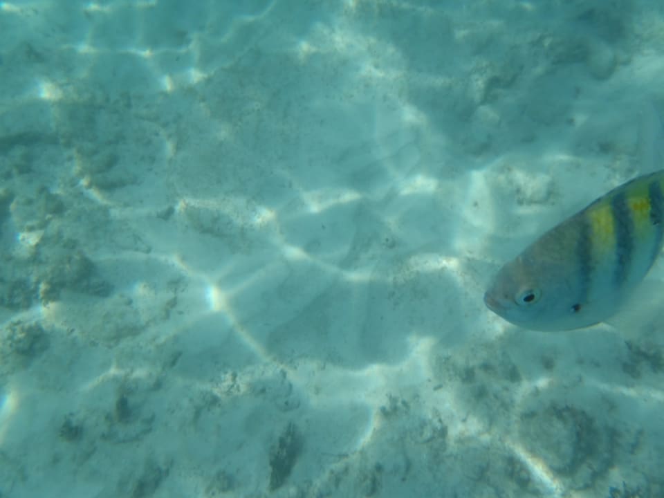 "Fisch im Wasser " Grand Palladium Colonial Resort & Spa (Akumal ...