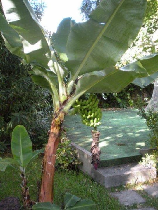 "Bananenpalme im Hotelgart..." Hotel Girassol (Funchal) • HolidayCheck ...