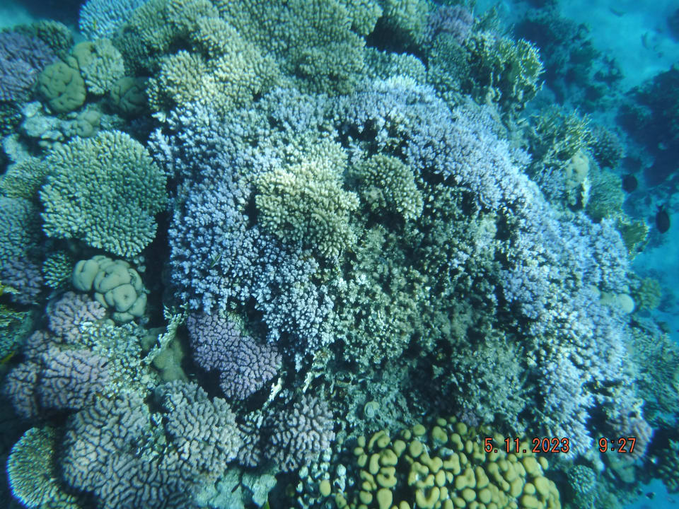 "Strand" Reef Oasis Blue Bay Resort (Sharm el Sheikh) • HolidayCheck ...