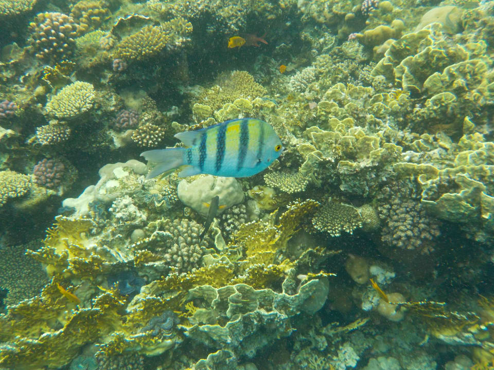 "Riff" SUNRISE Arabian Beach Resort - Grand Select (Sharm el Sheikh ...