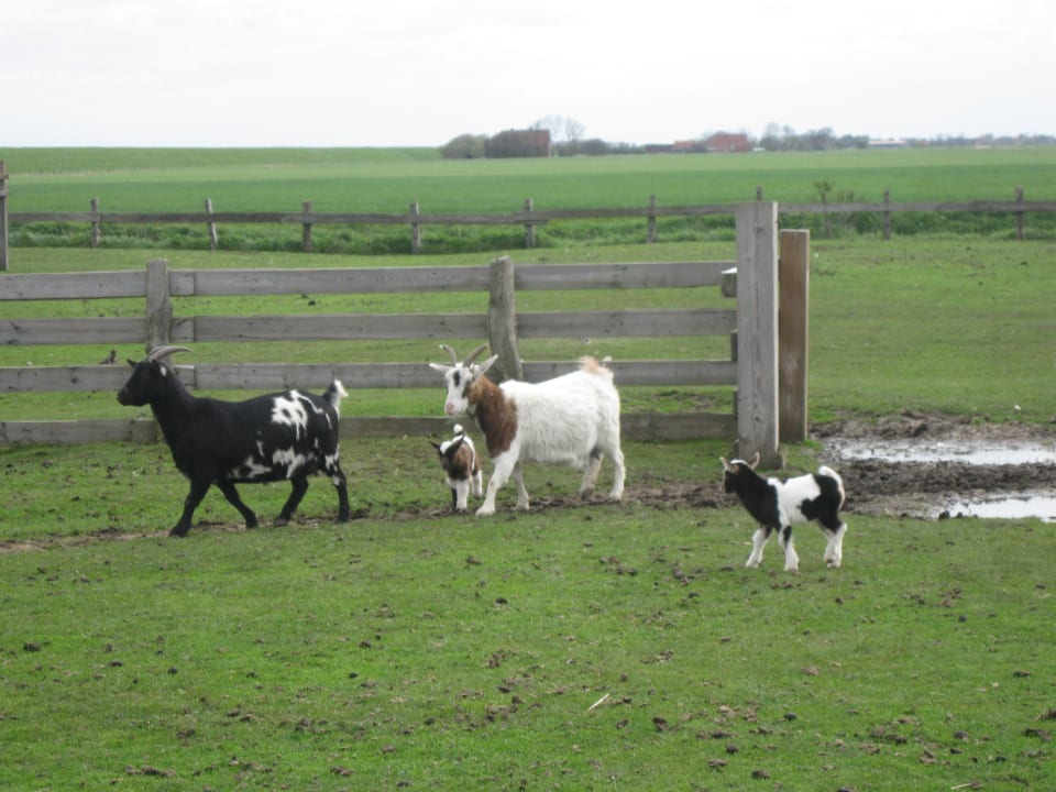 "Ziege Heidi mit Nachwuchs" Ferienhaus Wattkuckuck (Hagermarsch ...