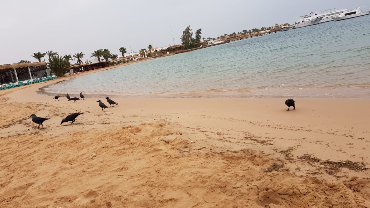 "Strand" Lotus Bay Beach Resort (Abu Soma) • HolidayCheck (Hurghada ...
