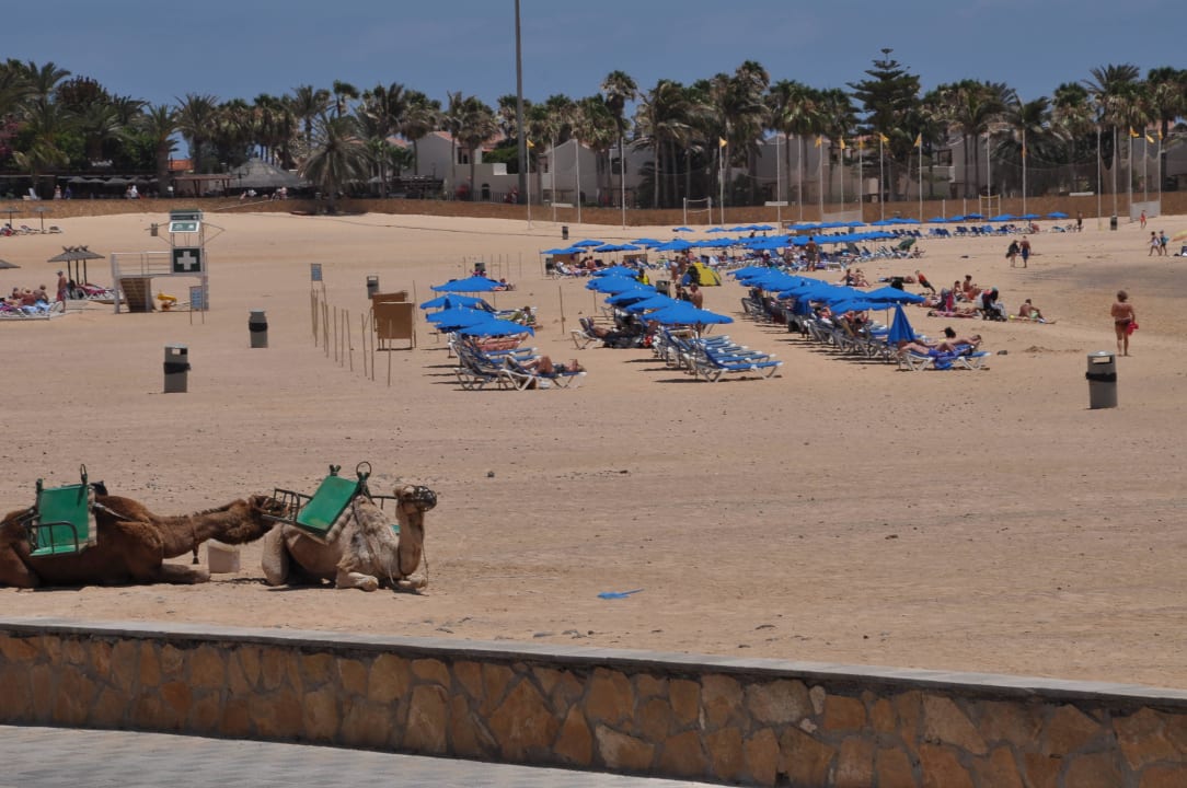 "Plaza6" Hotel Chatur Costa Caleta (Caleta de Fuste) • HolidayCheck ...