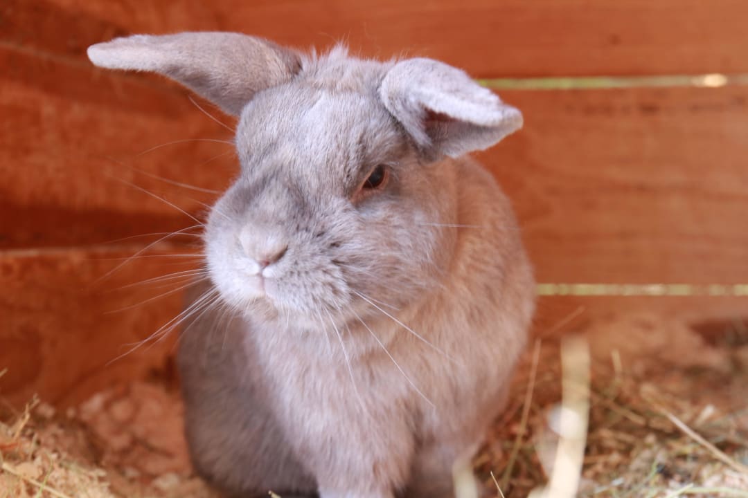 "Einer der Stallhasen" Familienhotel Friedrichshof (Obertrubach ...