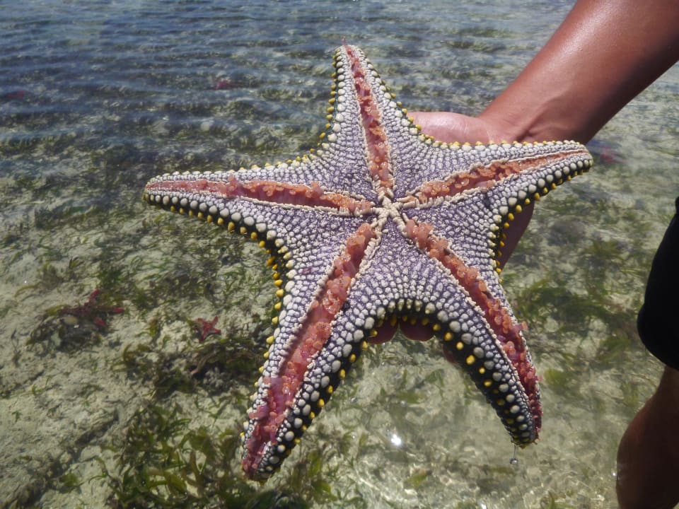 "Riesen Seestern" Nungwi Beach Resort by Turaco (Nungwi) • HolidayCheck ...