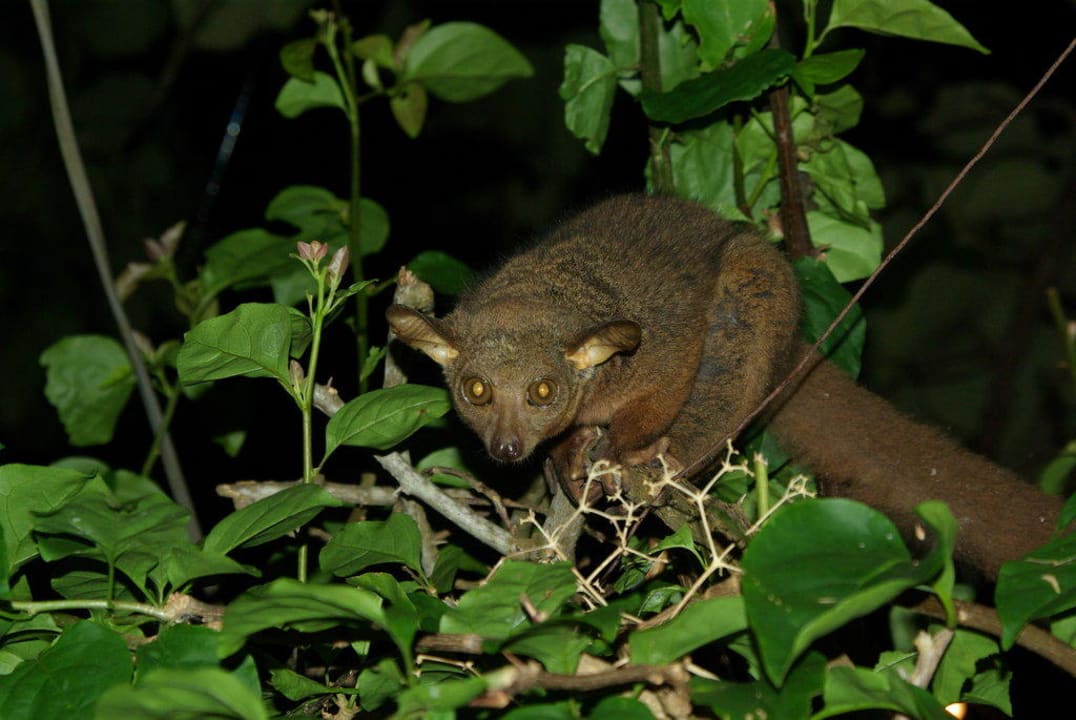 "Riesengalago (Buschbaby)" Hotel Papillon Lagoon Reef (Diani Beach ...