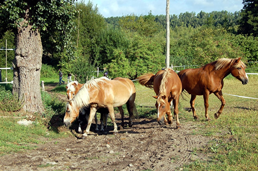 "Die Pferde und Ponys" Landhotel Reiterhof Berlinchen (Wittstock/Dosse ...