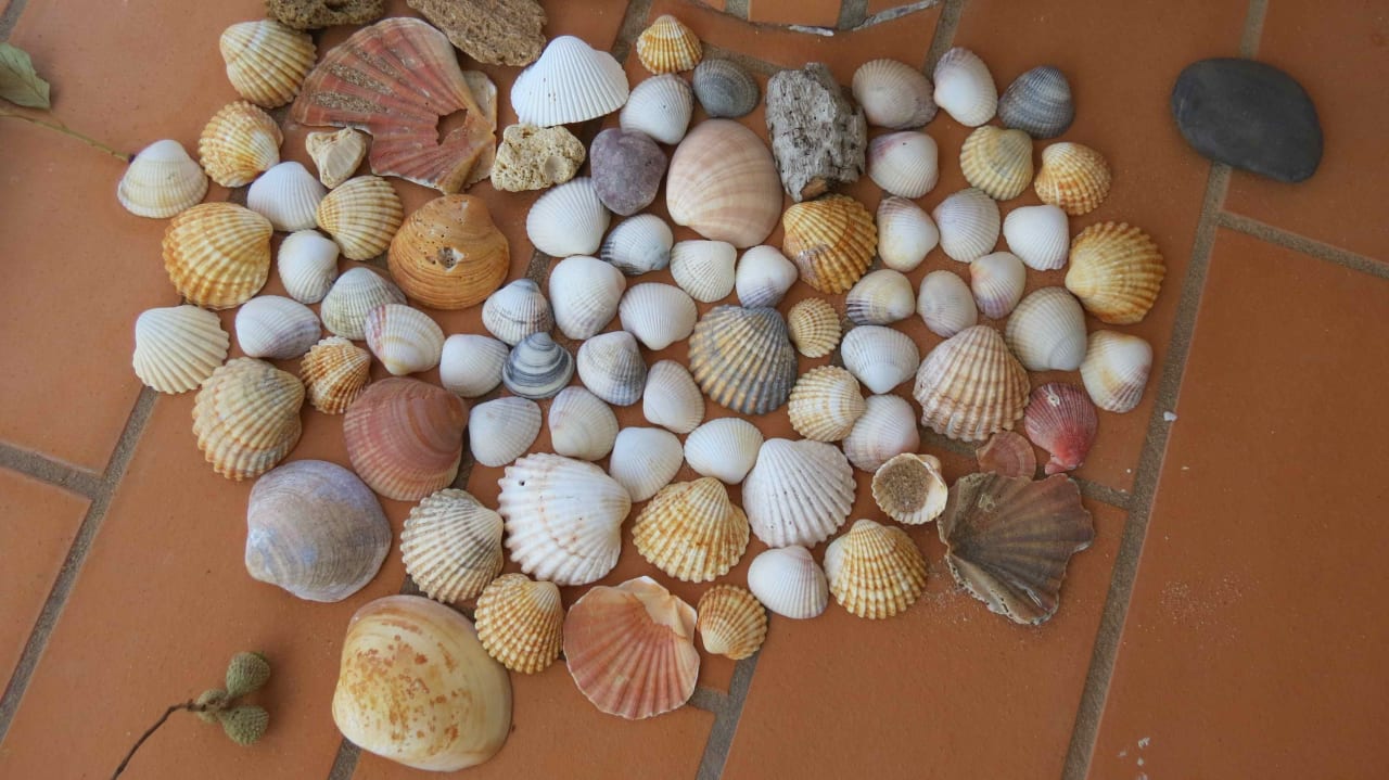 "riesige Muscheln" Hotel Clube Porto Mos (Lagos) • HolidayCheck ...