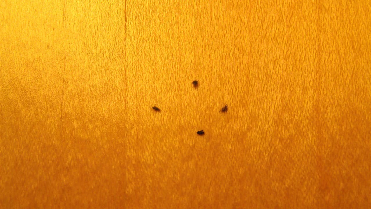 "Kleine Tierchen die ich i..." Maritim Hotel Düsseldorf (Düsseldorf ...