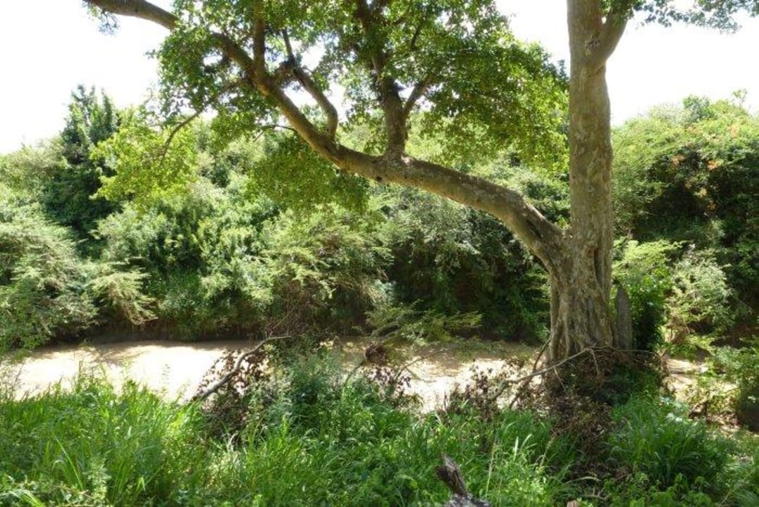 "Blick auf den Talek River" Camp Oloshaiki (Maasai Mara National ...