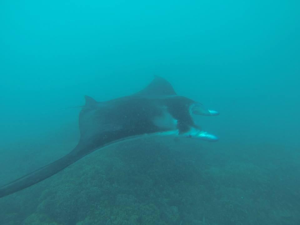 "Riesenmanta beim Tauchen" Le Bora Bora by Pearl Resorts (Bora Bora ...