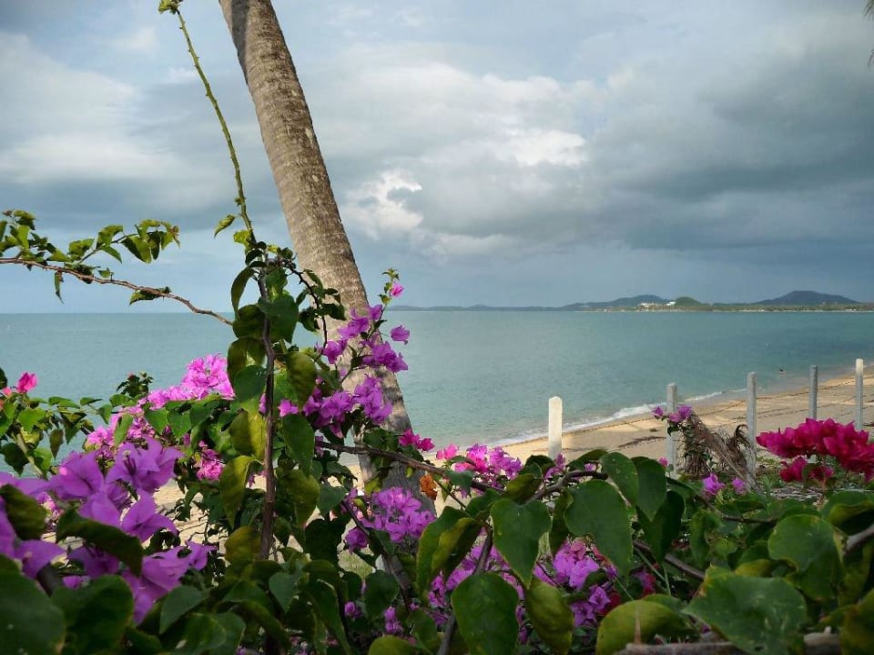 "Blumen am Strand" Samui Buri Beach Resort (Maenam) • HolidayCheck (Koh ...