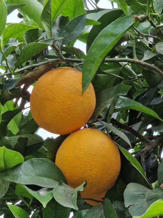 "Im Garten von Barut etlic..." Barut Hemera - Ultra All Inclusive (Side ...