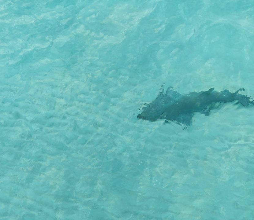 "Gitarrenhai" Hotel Riu Palace Maldivas (Kudahuvadhoo) • HolidayCheck ...