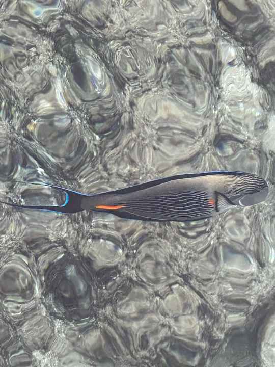 "Außenansicht" Viva Blue Resort (Soma Bay) • HolidayCheck (Hurghada ...