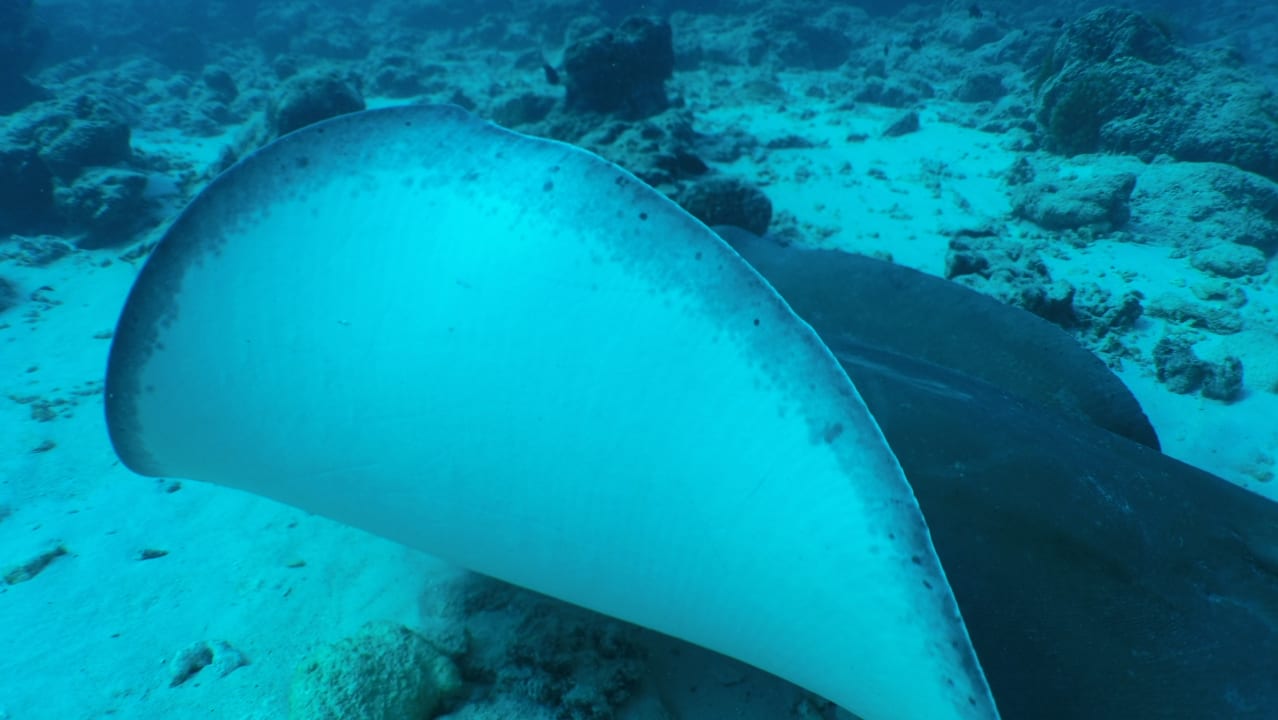 "Stachelrochen " Malahini Kuda Bandos Resort (Hulhumalé) • HolidayCheck ...