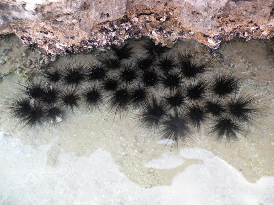 "Seeigel" Siva Golden Bay Makadi (Makadi Bay) • HolidayCheck (Hurghada ...