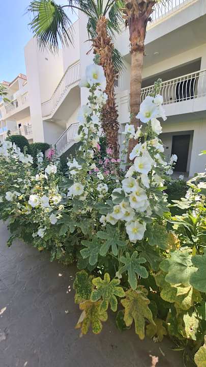 "Außenansicht" Amarina Abu Soma Resort & Aquapark (Abu Soma ...