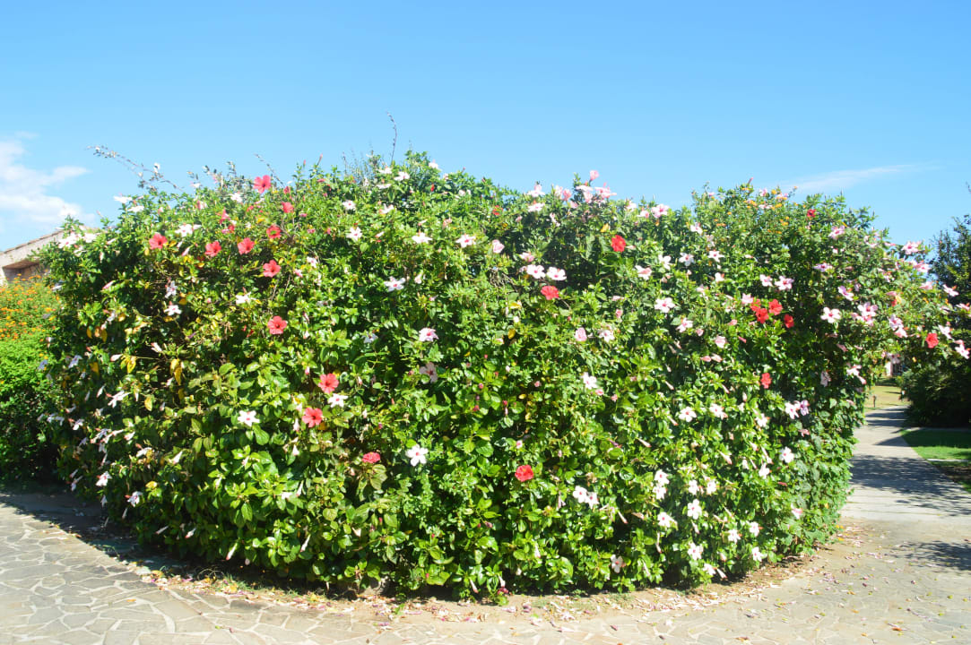 "Blühende Büsche " Sant Elmo Beach Hotel (Castiadas) • HolidayCheck ...